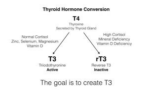 Your Questions Answered About Hashimoto's, Peroxide and Thyroid - Suzy ...