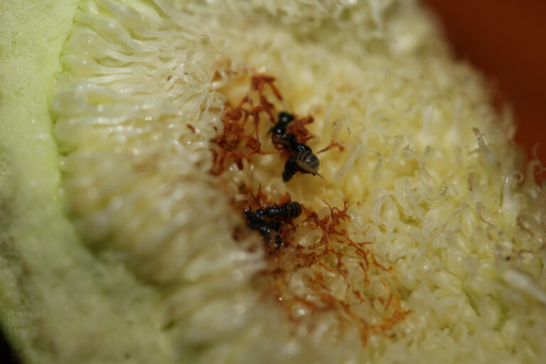 Wasps in Your Figs? - Suzy Cohen, RPh offers natural remedies to help ...