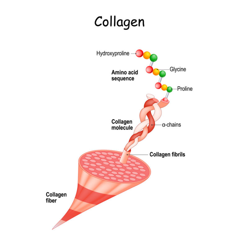 Clearing the Confusion About the Types of Collagen - Suzy Cohen, RPh ...