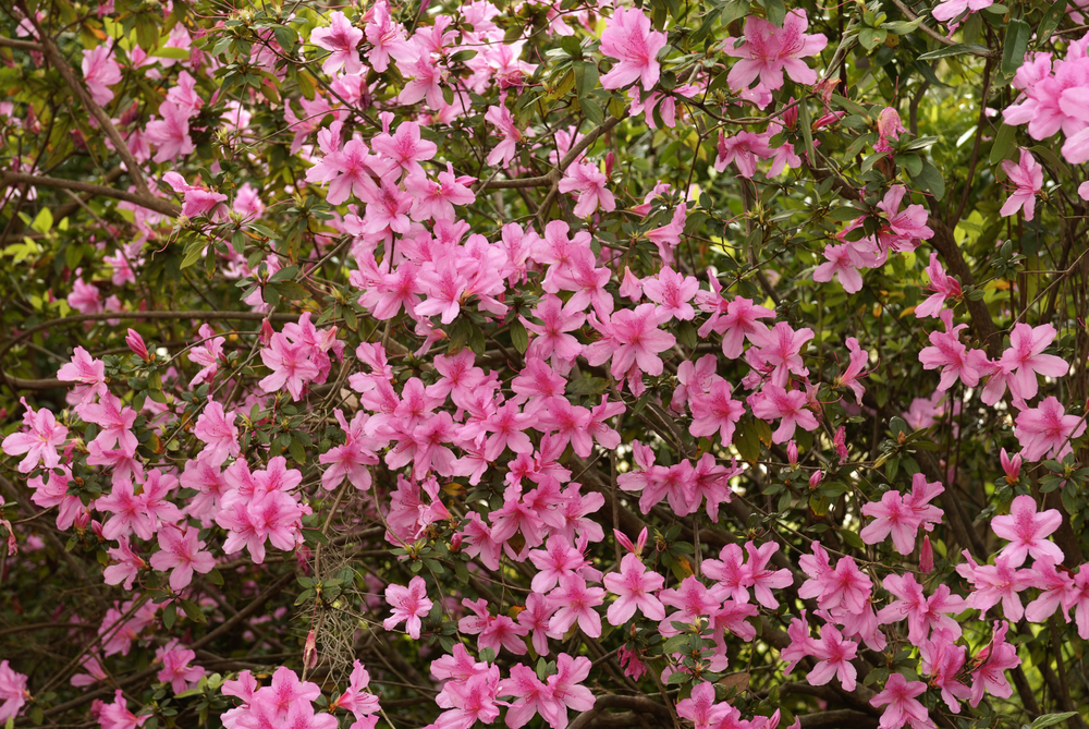 5 Harmful Plants that Can Poison Your Pet - Suzy Cohen, RPh offers ...