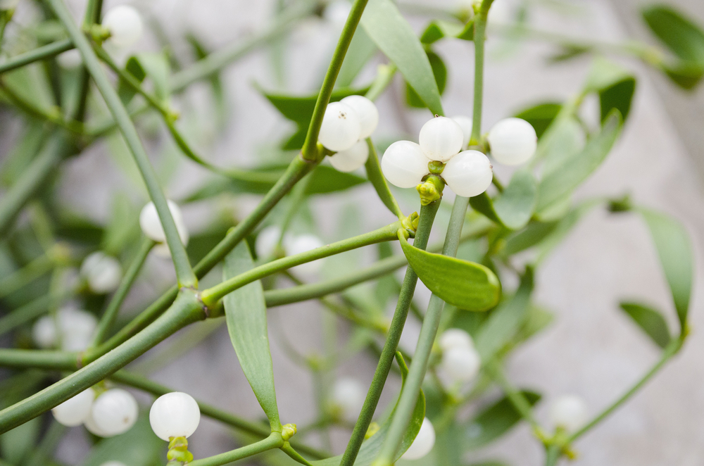 5 Harmful Plants that Can Poison Your Pet - Suzy Cohen, RPh offers ...