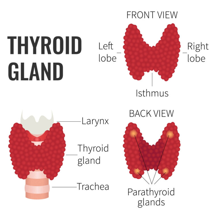 The Anatomy and Function of the Thyroid Gland: A Pharmacist's ...