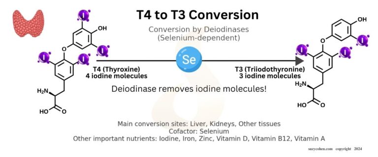 How to Take Your Thyroid Medication - 5 Important Do's and Dont's ...