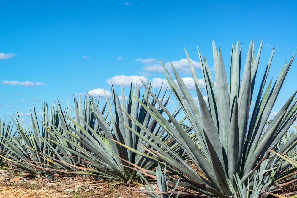 The Pros and Cons of 3 Natural Sweeteners: Honey, Agave, and Maple ...